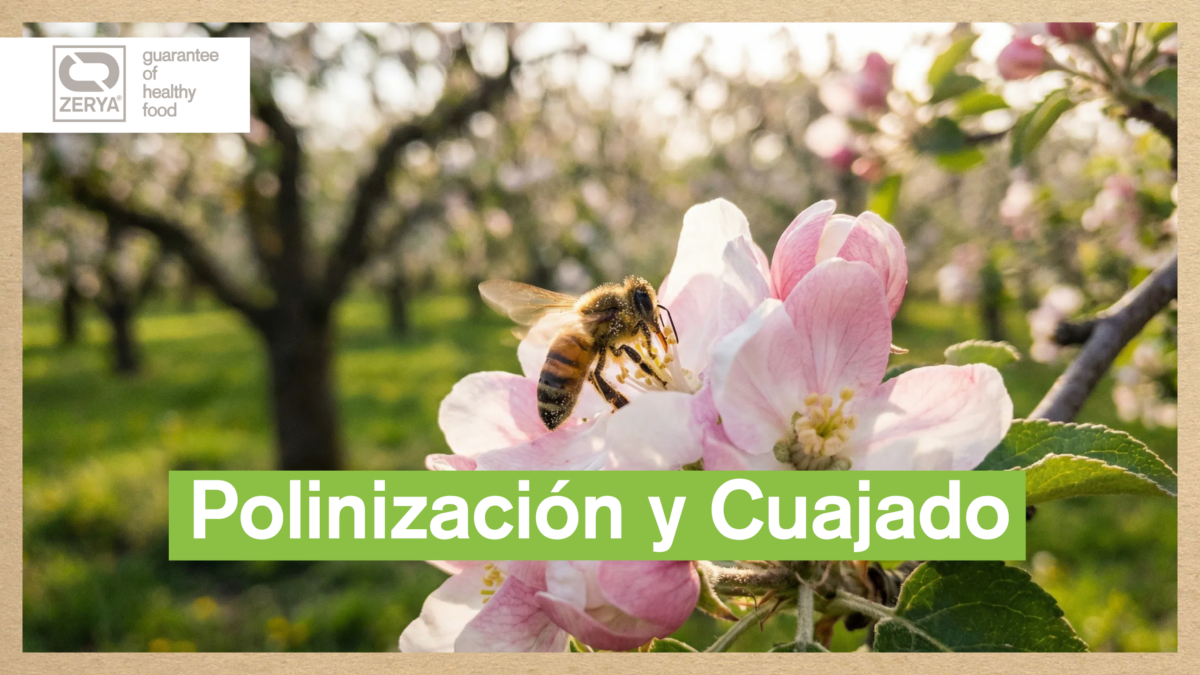 Fruta de hueso: cómo conseguir el mejor cuajado bajo el estándar ZERYA ...